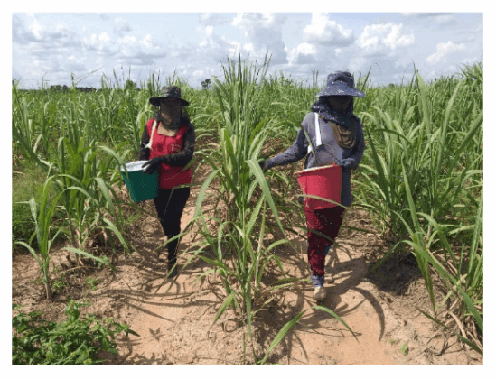 Mood Swing of Cane Growth - ChiniMandi