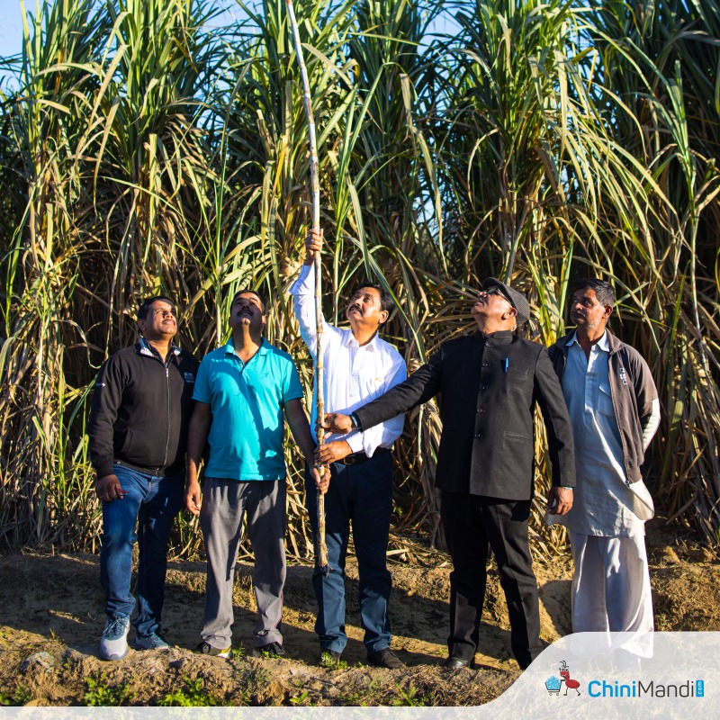 Sweet success: Triveni’s contribution to high-yielding sugarcane ...