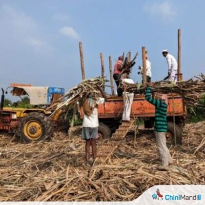 उत्तराखंड : शेतकऱ्यांसाठी खुशखबर, ऊस दरात प्रती क्विंटल ३० रुपयांची वाढ - ChiniMandi