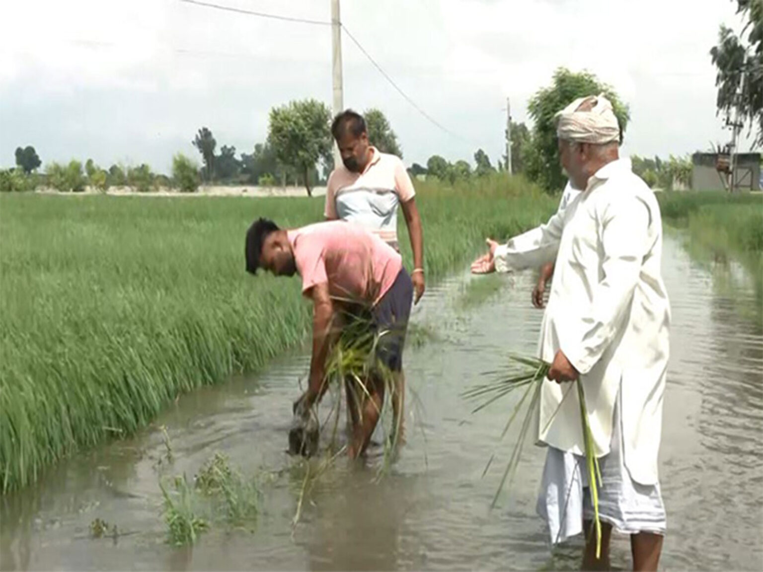 Punjab govt launches five-day drive to revive flood-hit mandis before paddy procurement - ChiniMandi